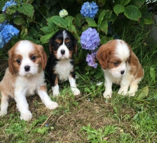 cuccioli di re Carlo Cavaliere